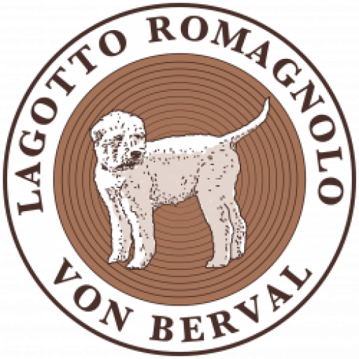 Lagotto Romagnolo Mecklenburg Vorpommern - LAGOTTO VON BERVAL